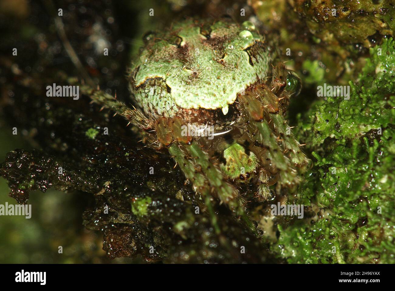 Cryptic orbweb spider (Cryptaranea venustula Stock Photo - Alamy