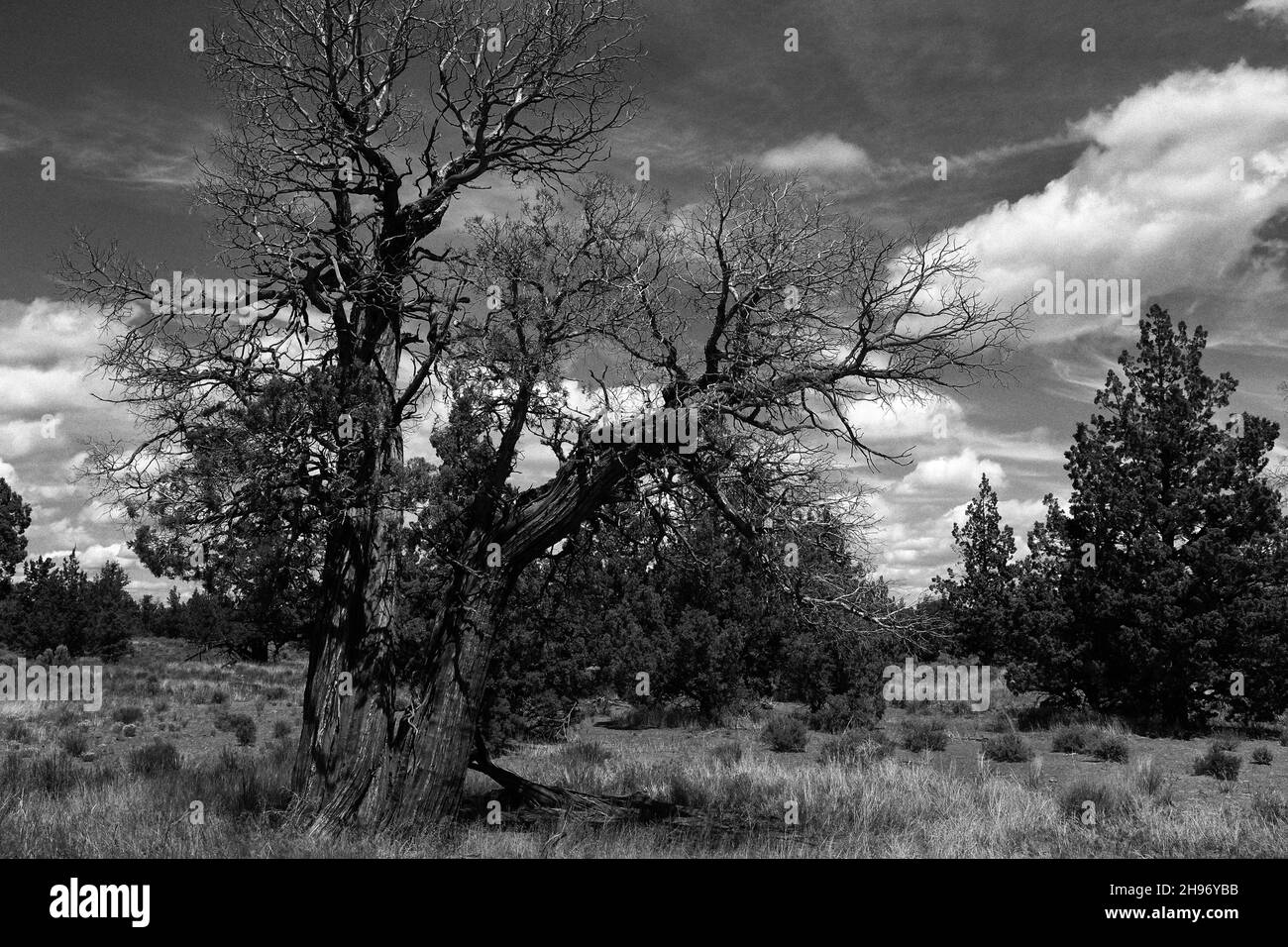 Juniper Trees in the Badlands of Oregon Stock Photo - Alamy