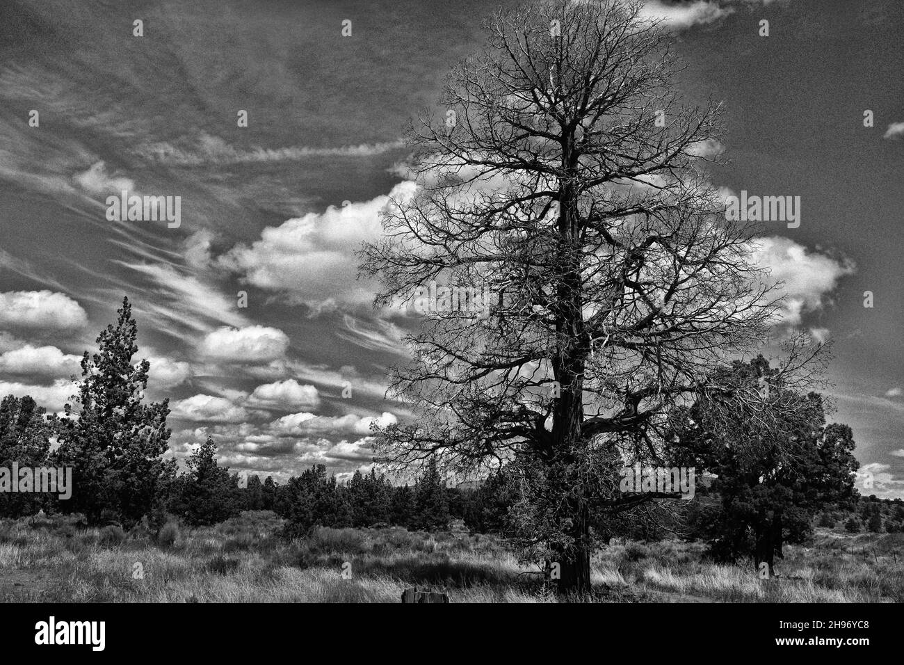 Juniper Trees in the Badlands of Oregon Stock Photo - Alamy