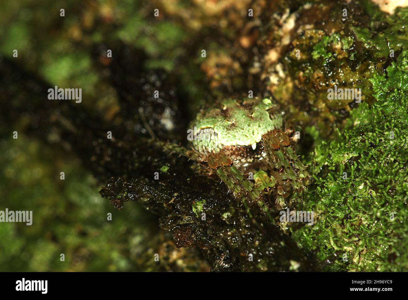Cryptic orbweb spider (Cryptaranea venustula Stock Photo - Alamy