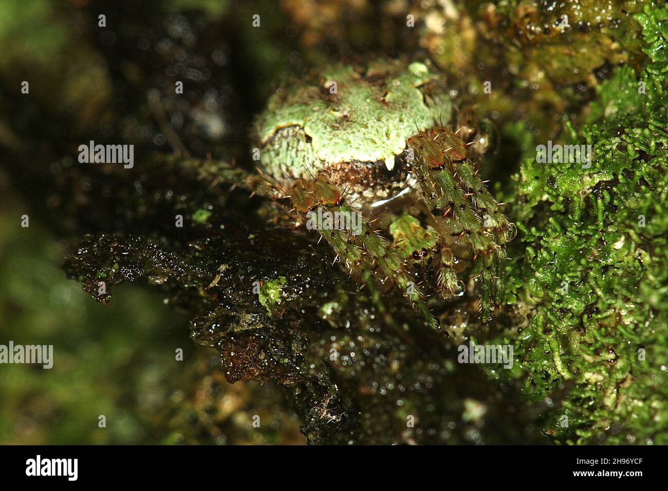 Cryptic orbweb spider (Cryptaranea venustula Stock Photo - Alamy