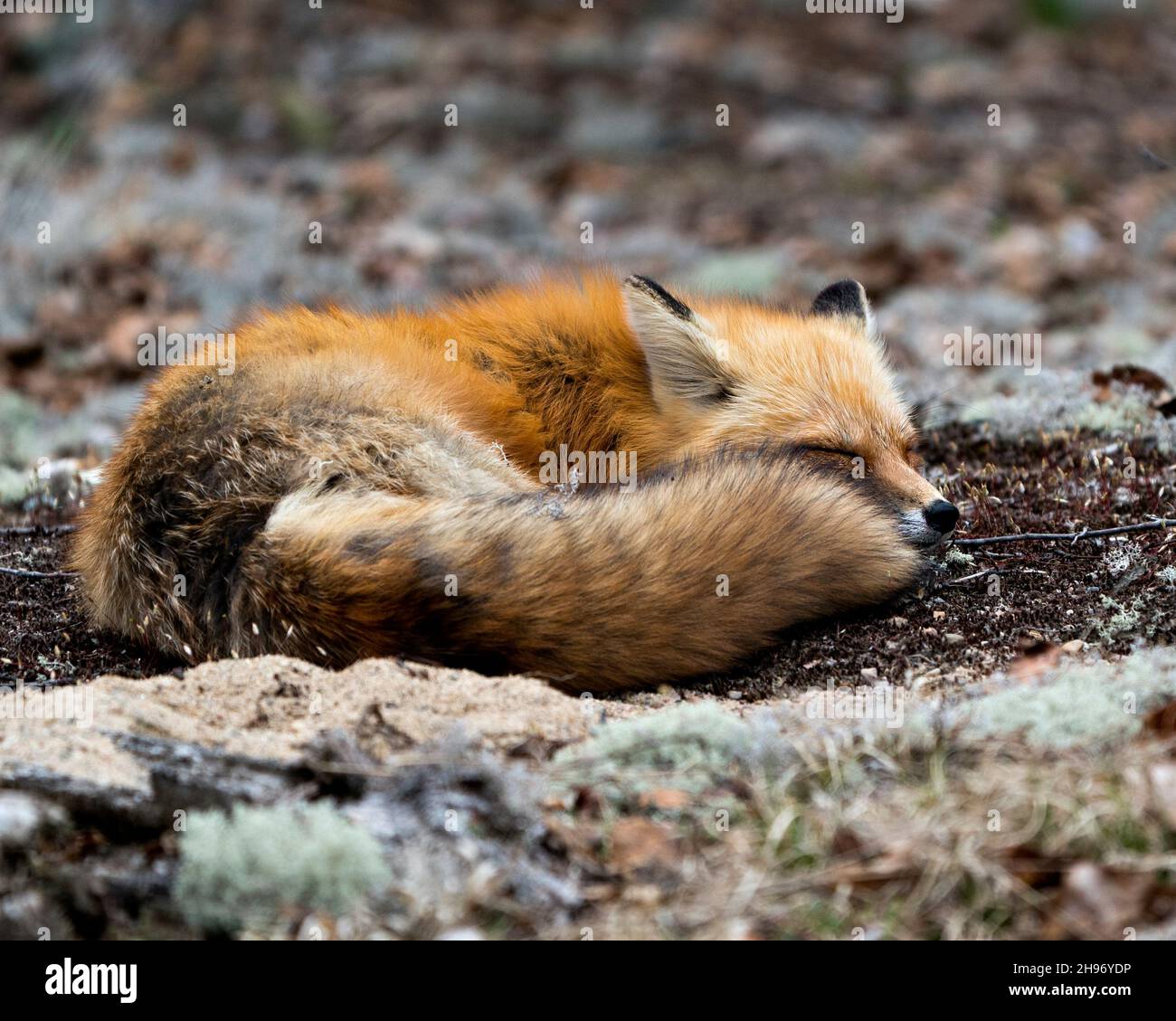 Red fox sleeping on white moss with a blur background in the springtime ...
