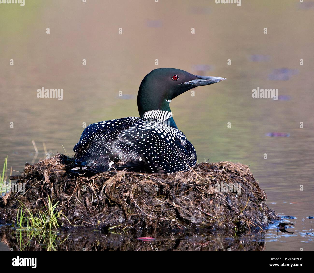 Common Loon nesting on its nest with marsh grasses, mud and water in its environment and habitat ...