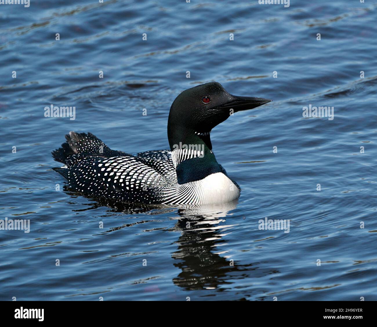 Common Loon close-up profile side view swimming in the lake in its ...
