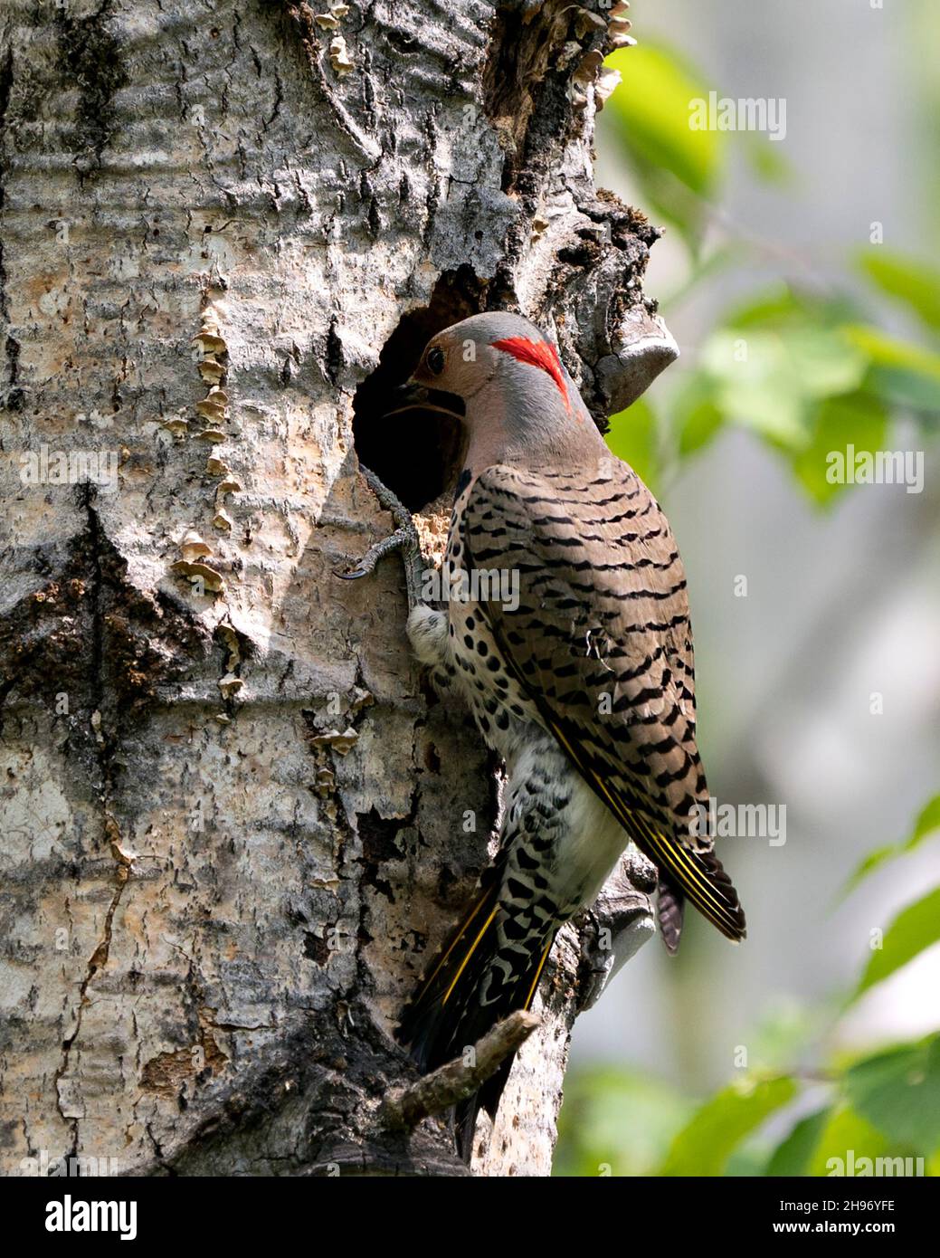 Northern Flicker bird close-up view entering in its nest cavity ...