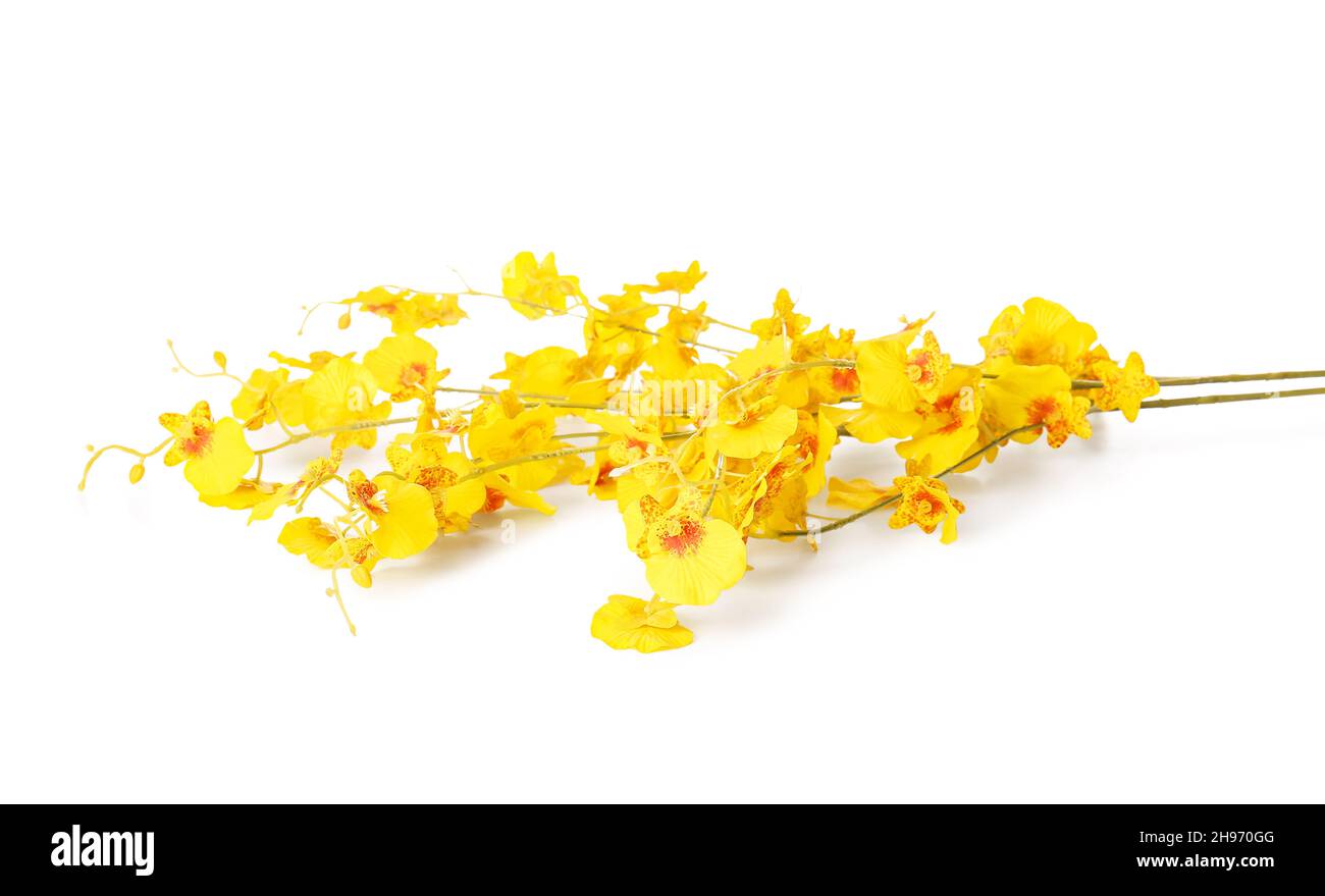 Beautiful yellow tropical flowers on white background Stock Photo - Alamy