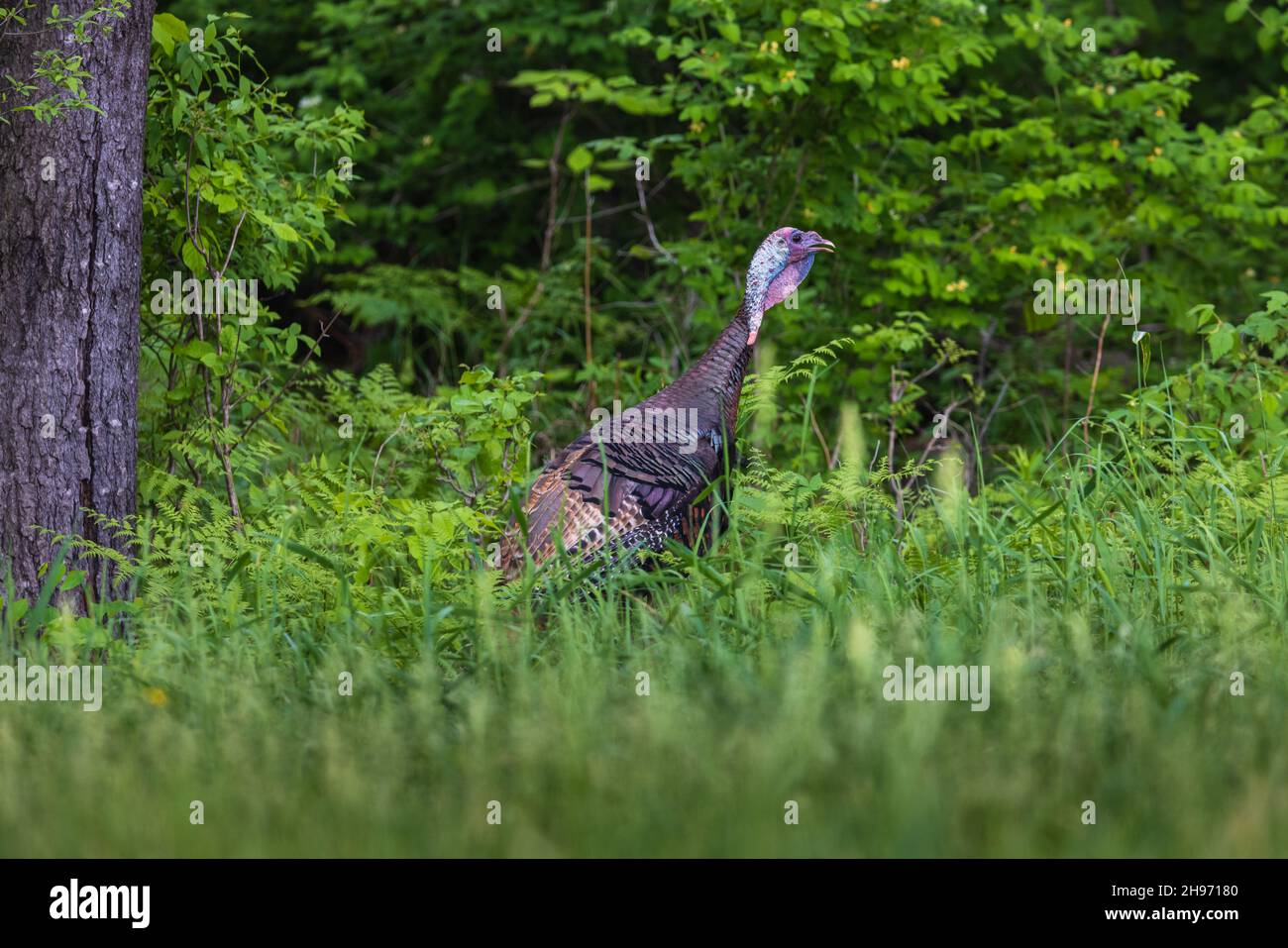 Summer jake turkey hi-res stock photography and images - Alamy