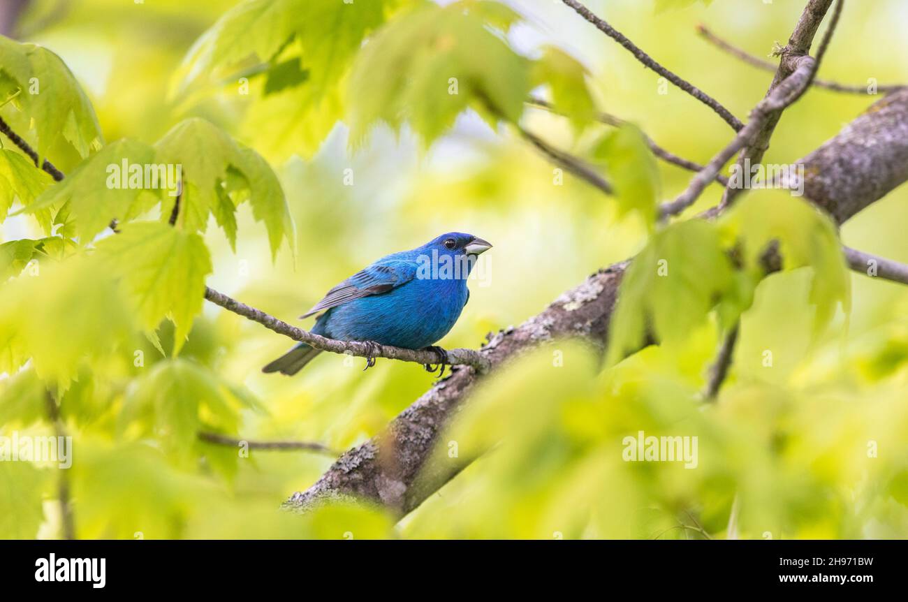 Songbird in aspen tree hi-res stock photography and images - Alamy