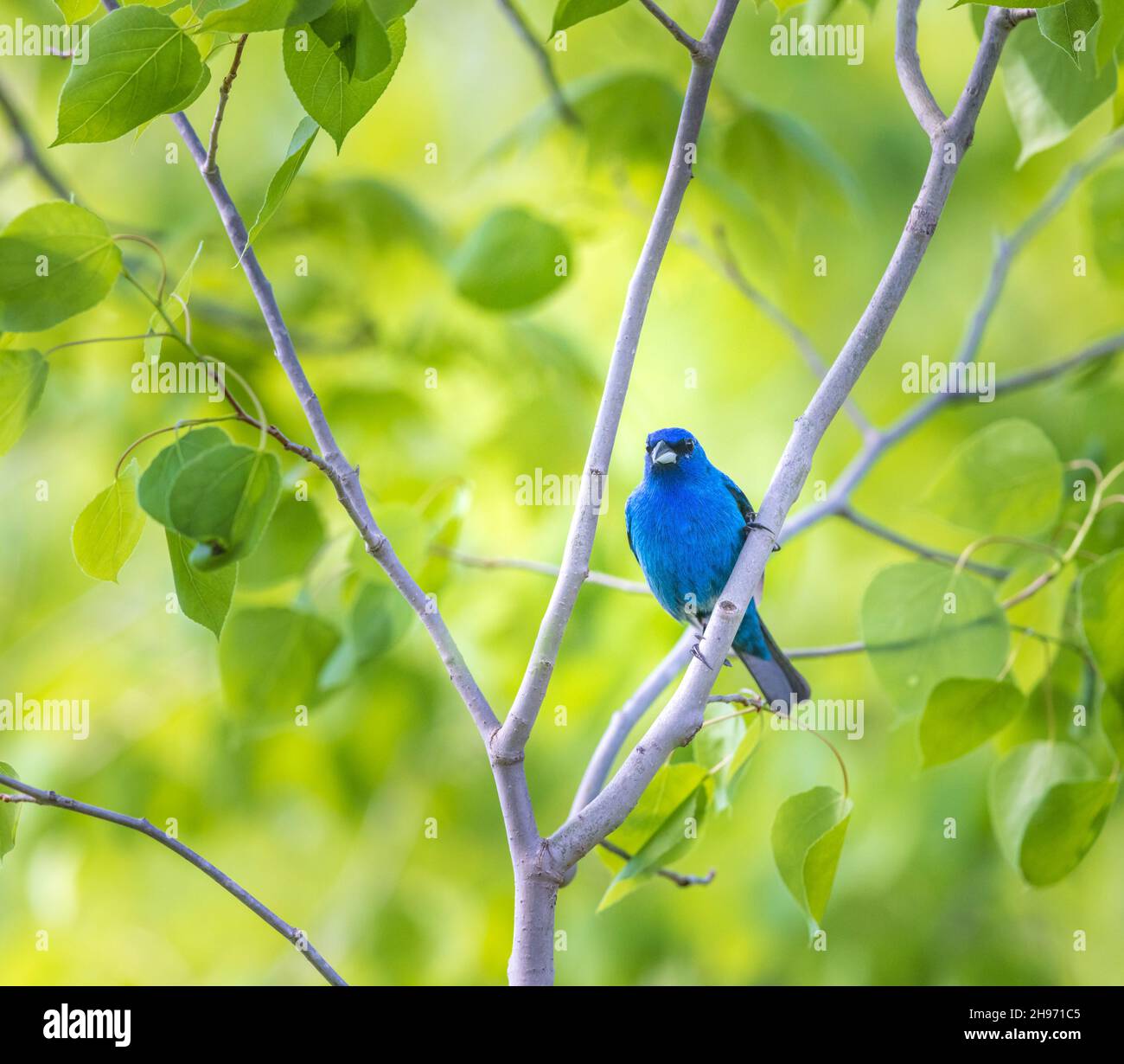 Bunting and trees hi-res stock photography and images - Alamy