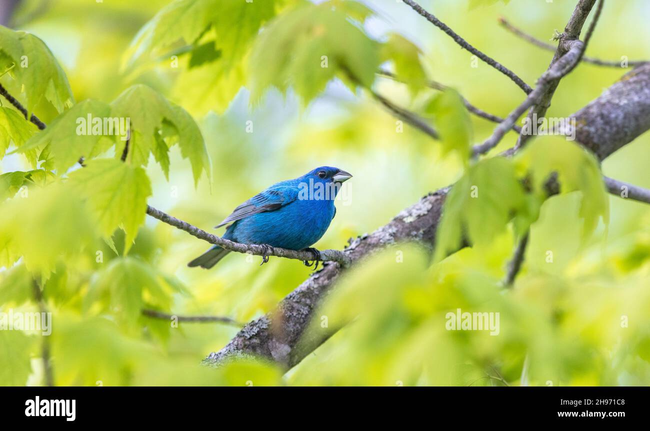 Male indigo bunting in a deciduous forest Stock Photo - Alamy