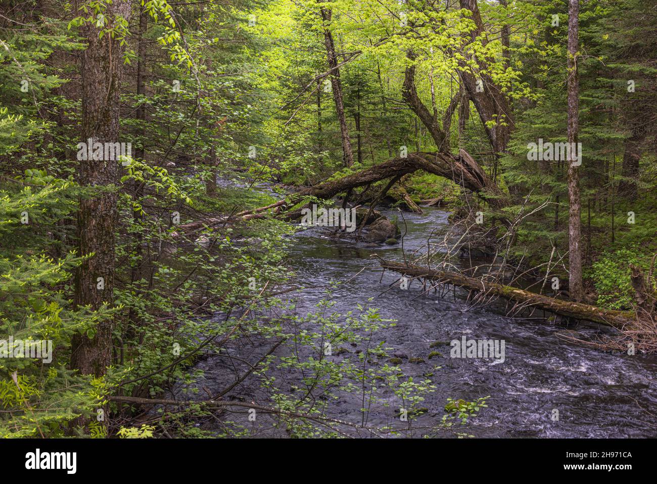 Snoose creek in the Chequamegon National Forest Stock Photo - Alamy