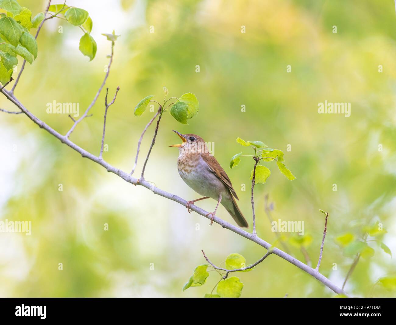 Singing veery hi-res stock photography and images - Alamy