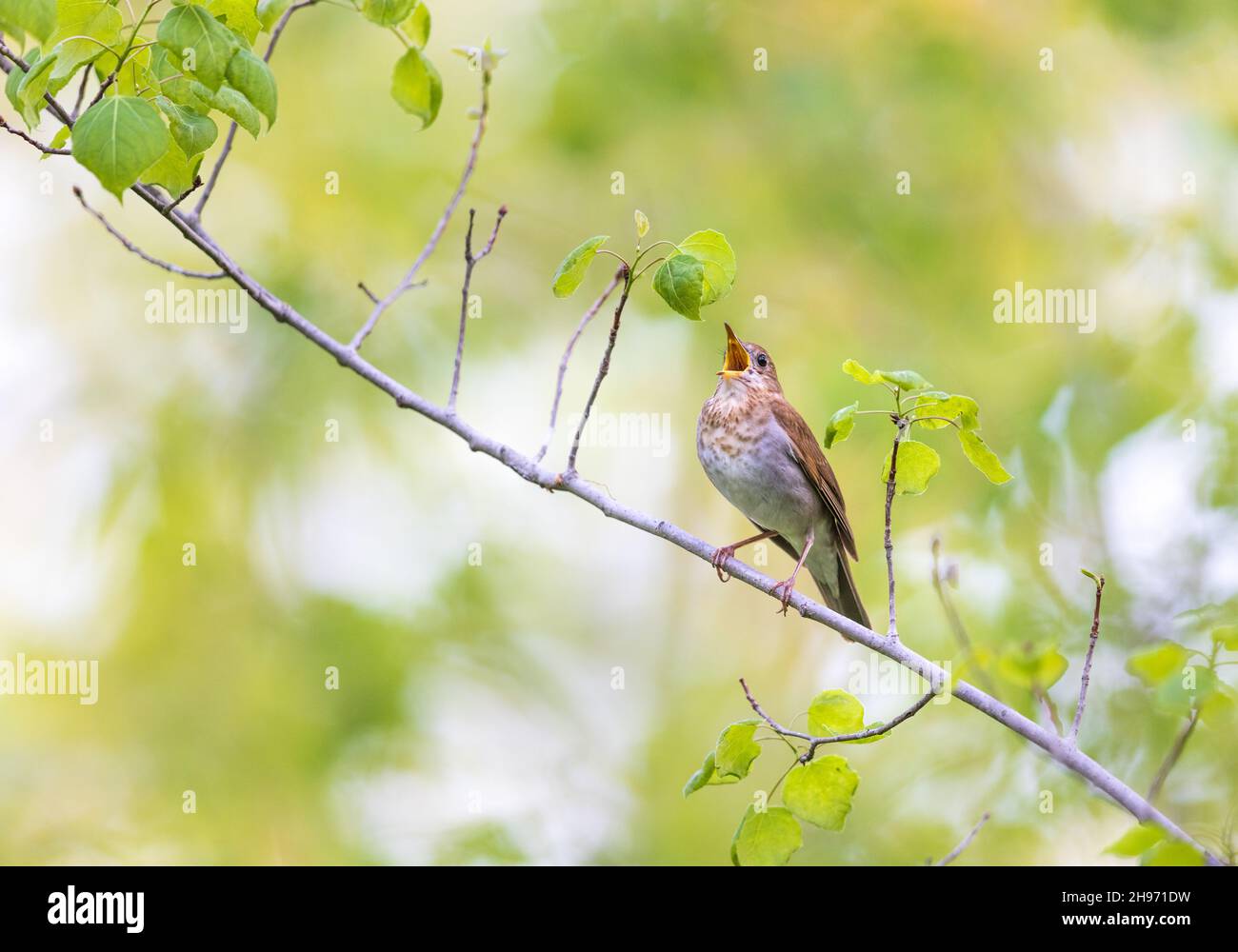 Singing veery hi-res stock photography and images - Alamy