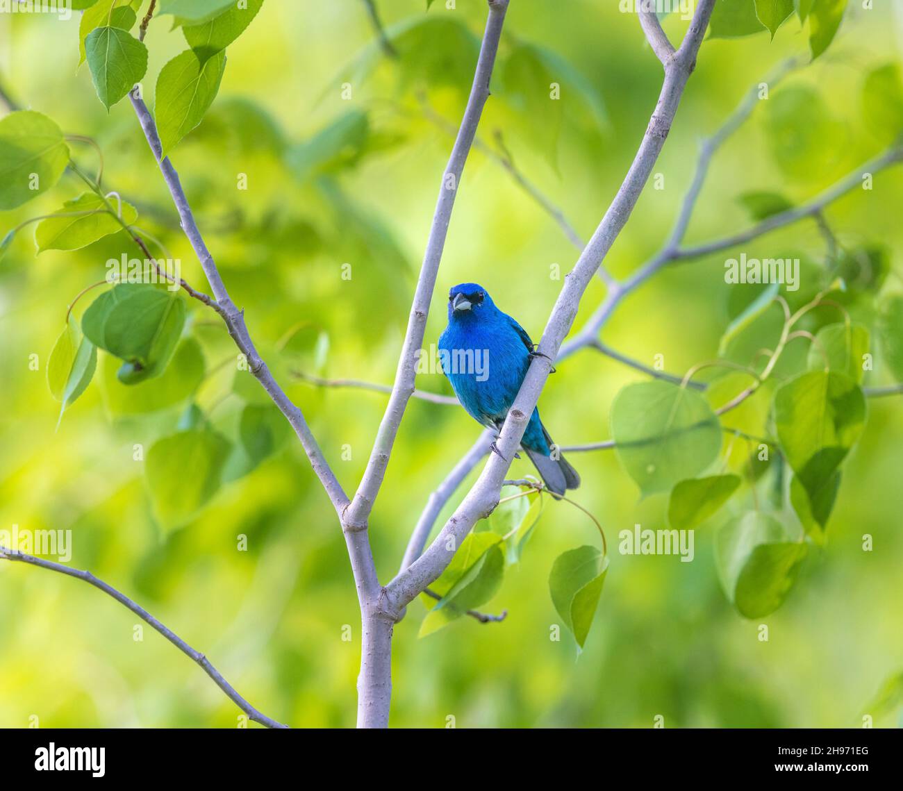 Bunting and trees hi-res stock photography and images - Alamy