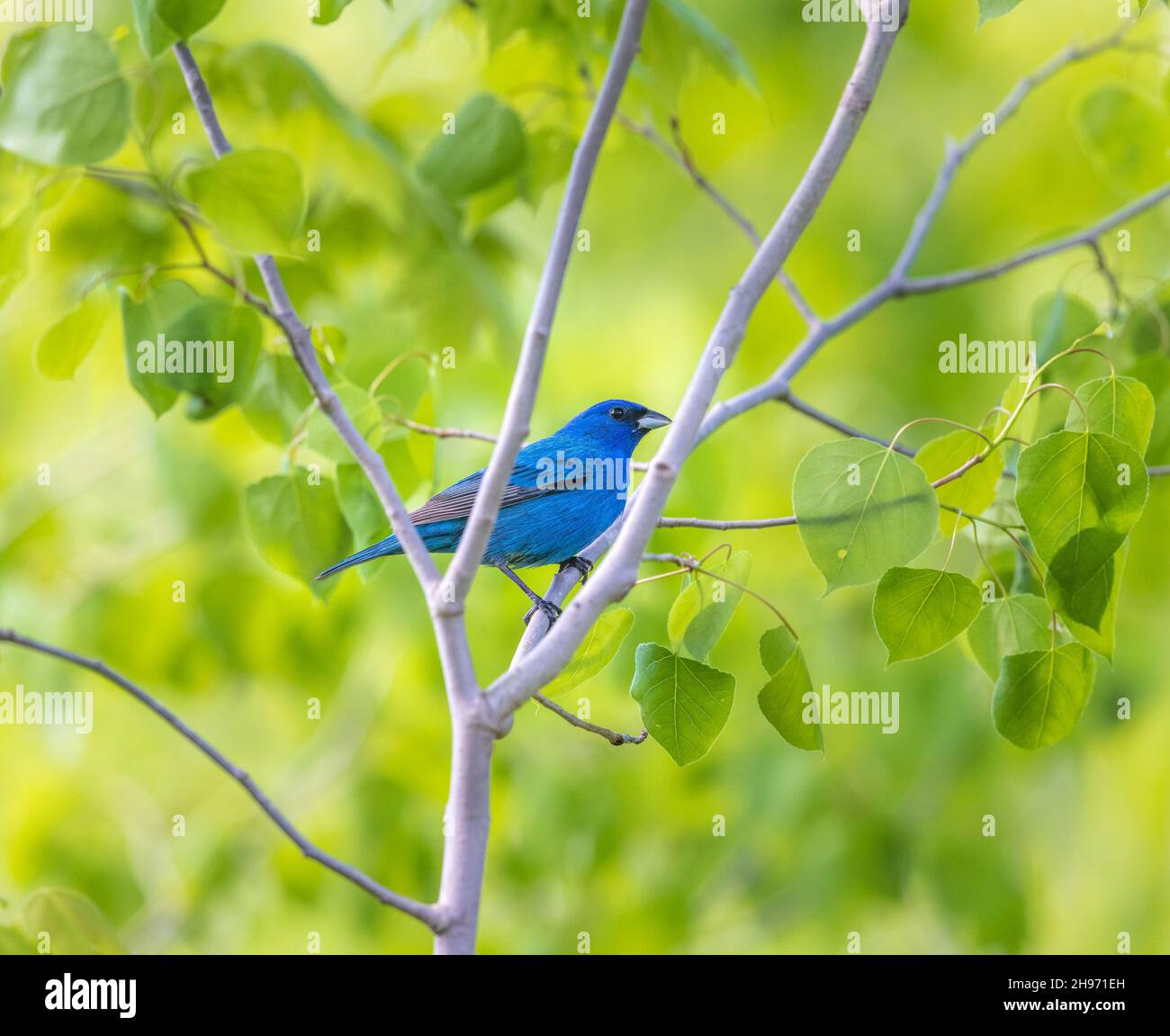 Bunting and trees hi-res stock photography and images - Alamy