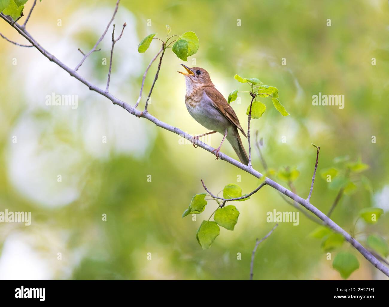 Singing veery hi-res stock photography and images - Alamy