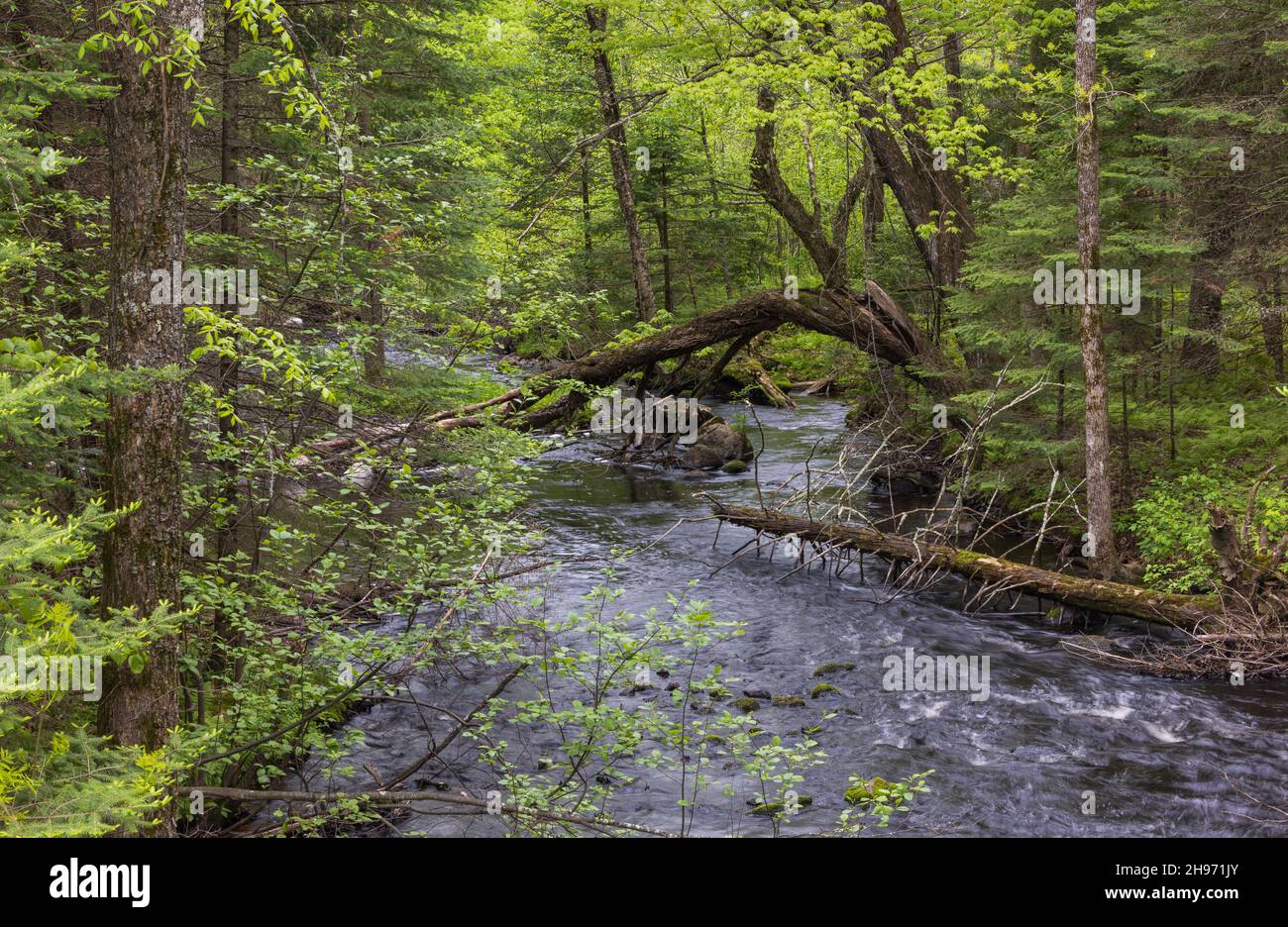 Snoose creek in the Chequamegon National Forest Stock Photo - Alamy