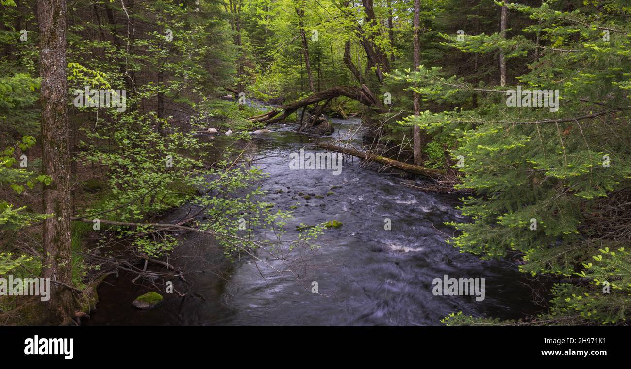 Snoose creek in the Chequamegon National Forest Stock Photo - Alamy