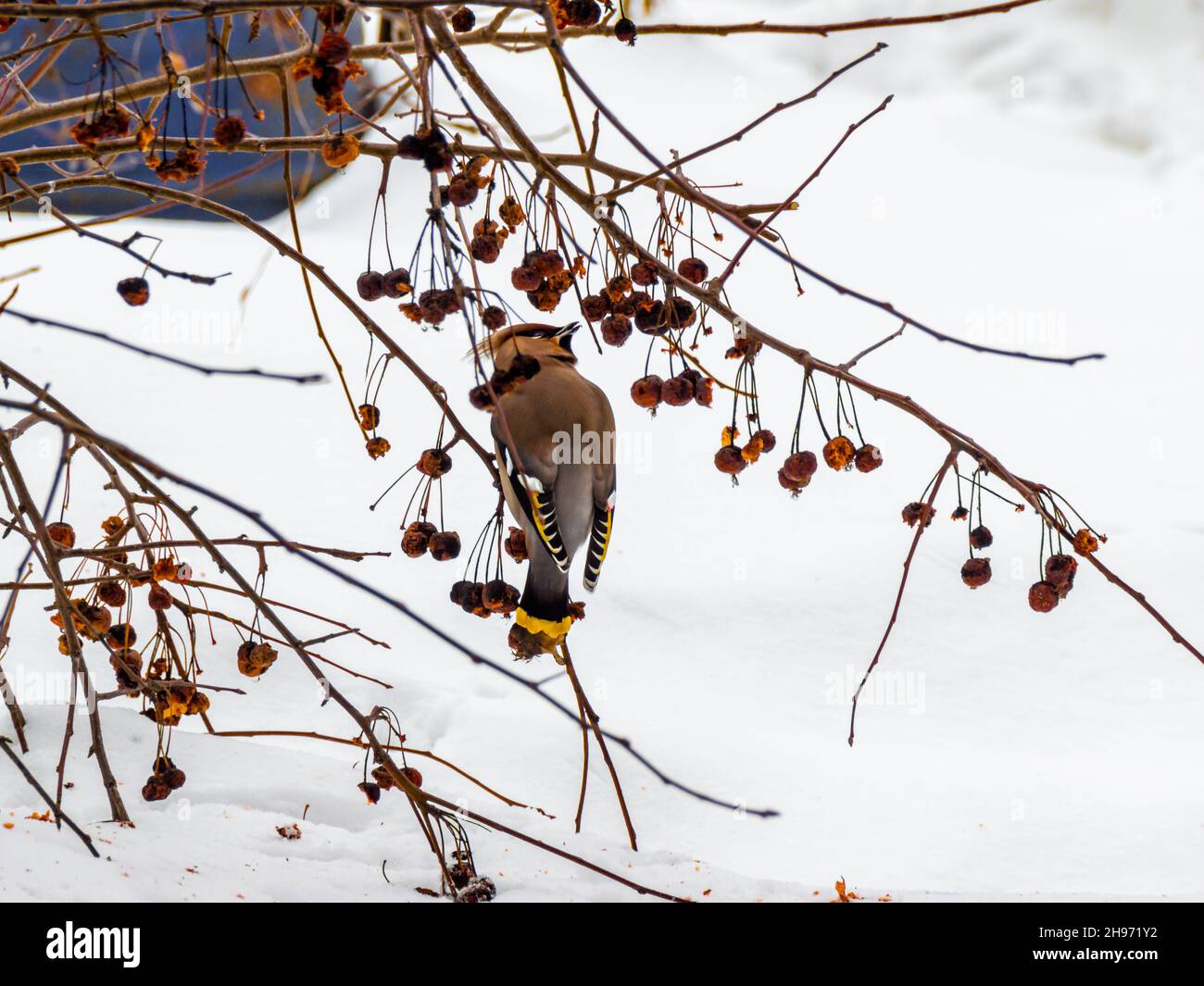 The taiga bird waxwing feeds on frozen fruits of the Siberian apple ...