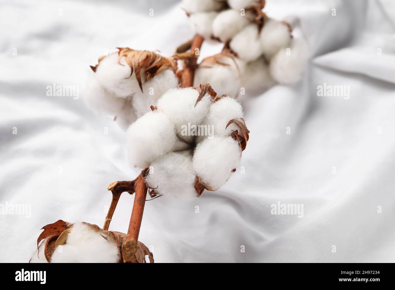 Cotton flowers on white fabric background Stock Photo - Alamy