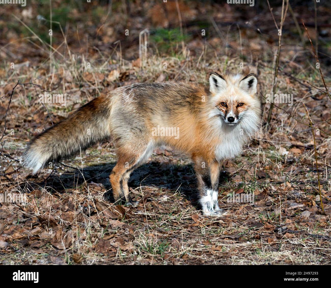 Red unique fox close-up profile side view in the spring season in its ...