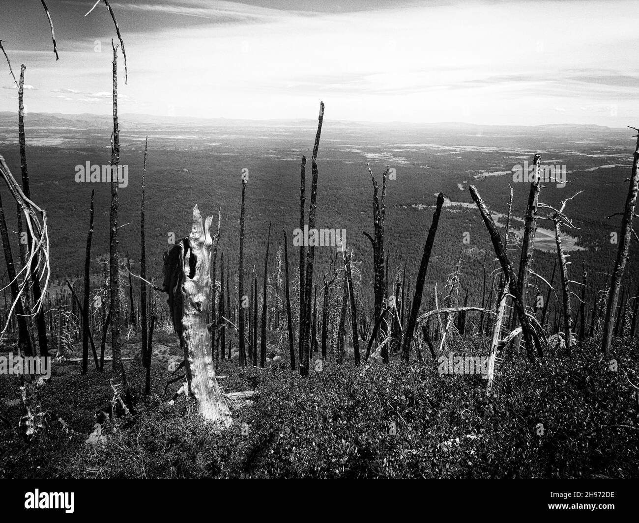 Stark Trees on a Mountainside Stock Photo - Alamy
