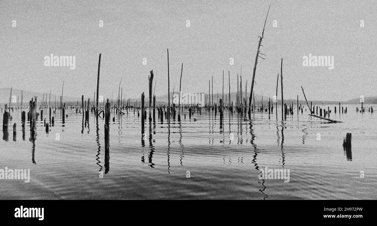 Dead Trees in Crane Prairie Reservoir in Oregon Stock Photo - Alamy