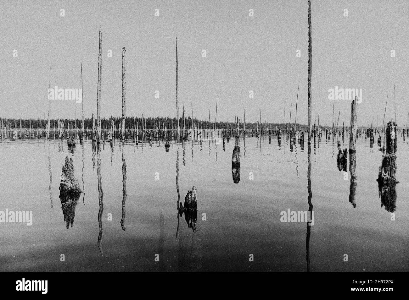 Dead Trees in Crane Prairie Reservoir in Oregon Stock Photo - Alamy