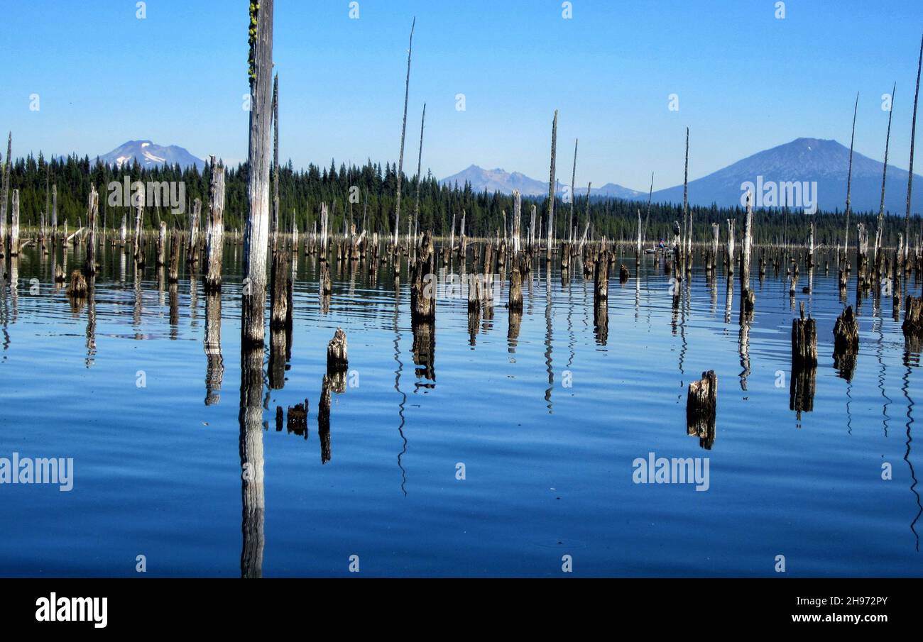 Dead Trees in Crane Prairie Reservoir in Oregon Stock Photo - Alamy