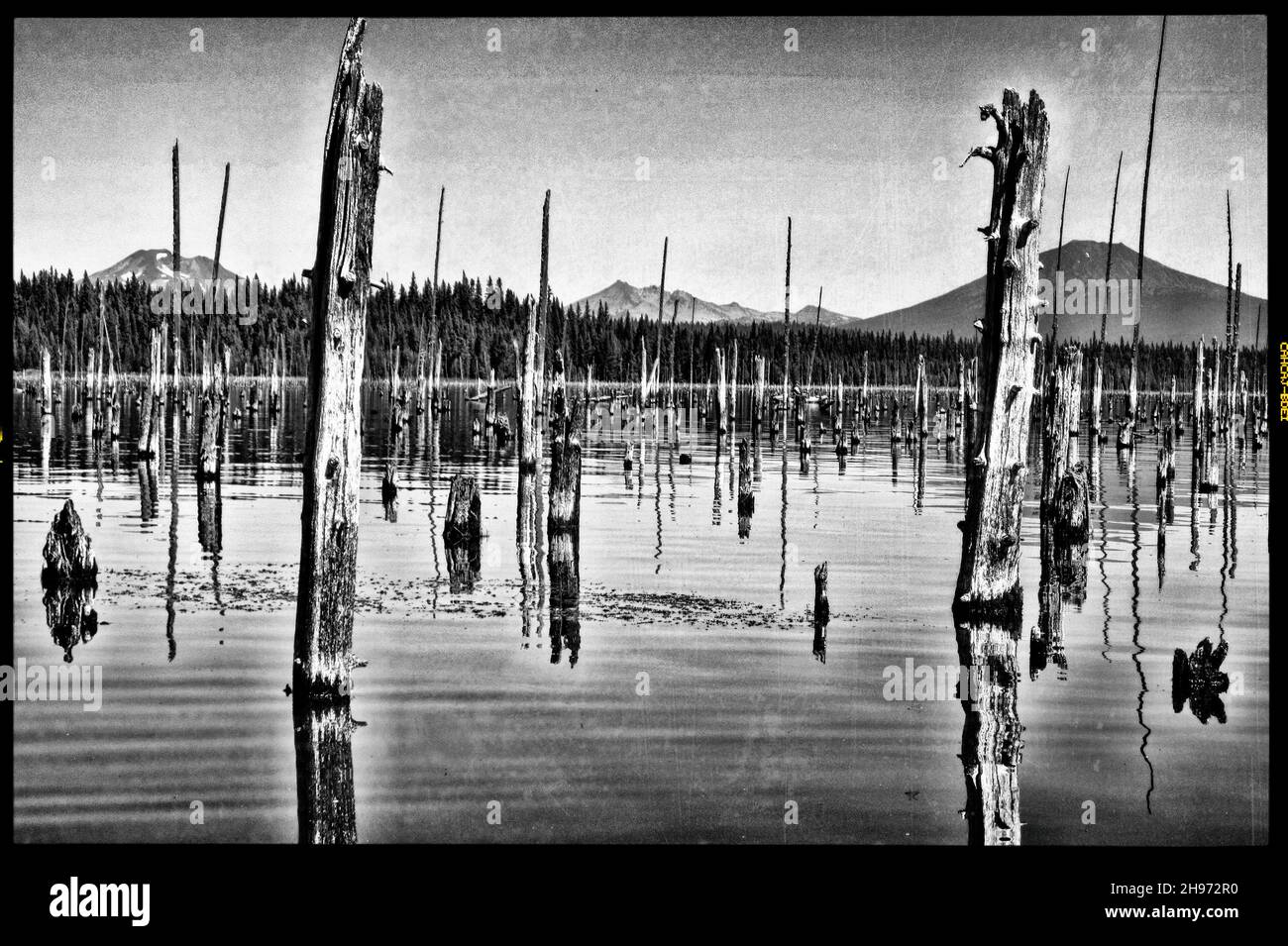 Dead Trees in Crane Prairie Reservoir in Oregon Stock Photo - Alamy