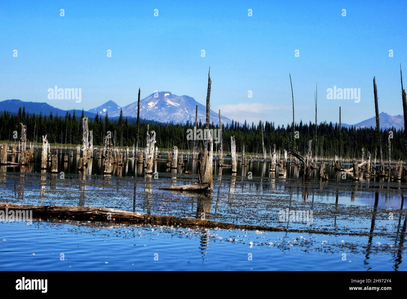 Dead Trees in Crane Prairie Reservoir in Oregon Stock Photo - Alamy