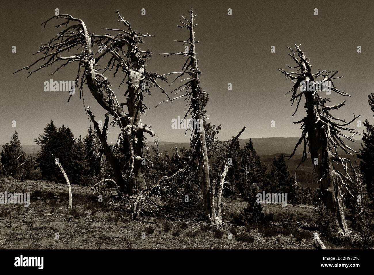 Stark black and white branches hi-res stock photography and images - Alamy