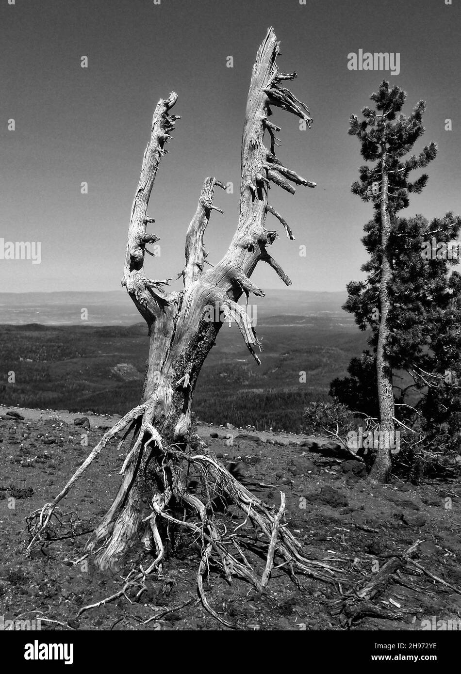Stark Trees on a Mountainside Stock Photo - Alamy