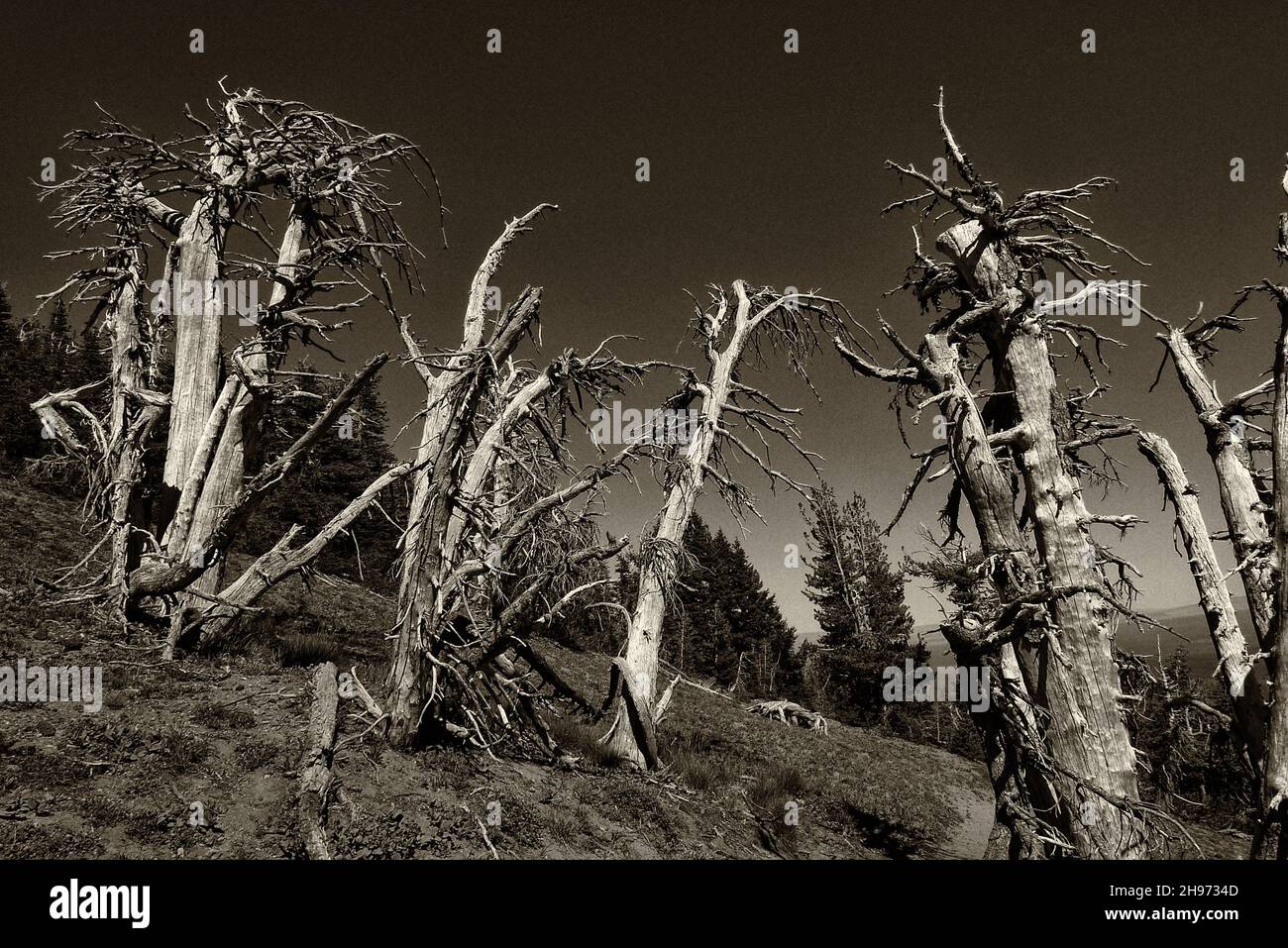 Stark Trees on a Mountainside Stock Photo - Alamy