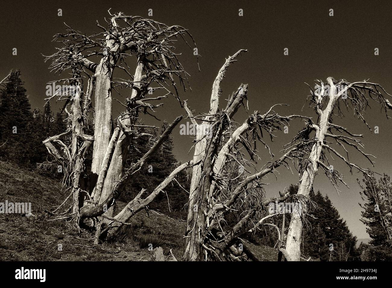 Stark white branches hi-res stock photography and images - Alamy