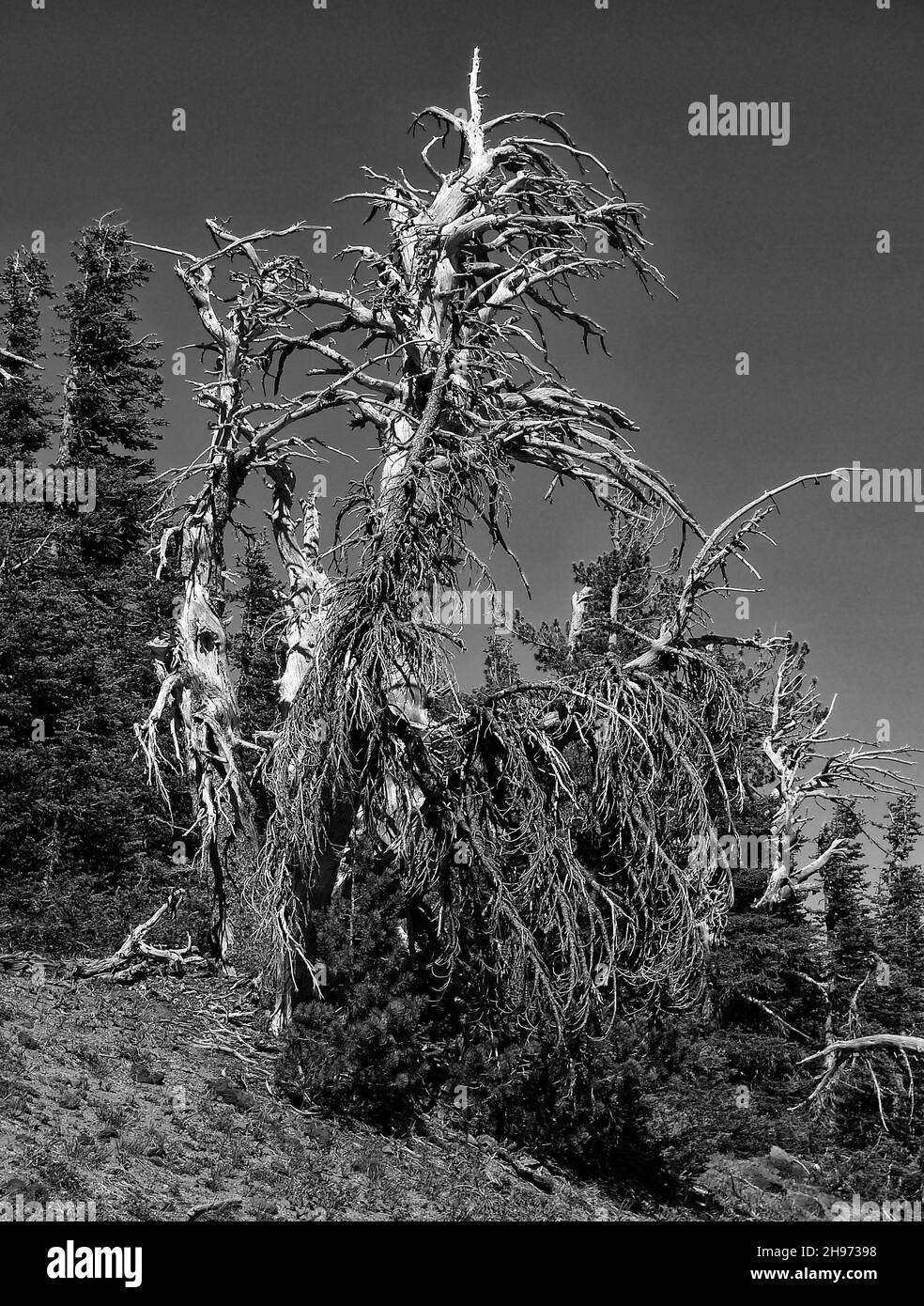 Stark Black and White Stock Photos & Images - Alamy
