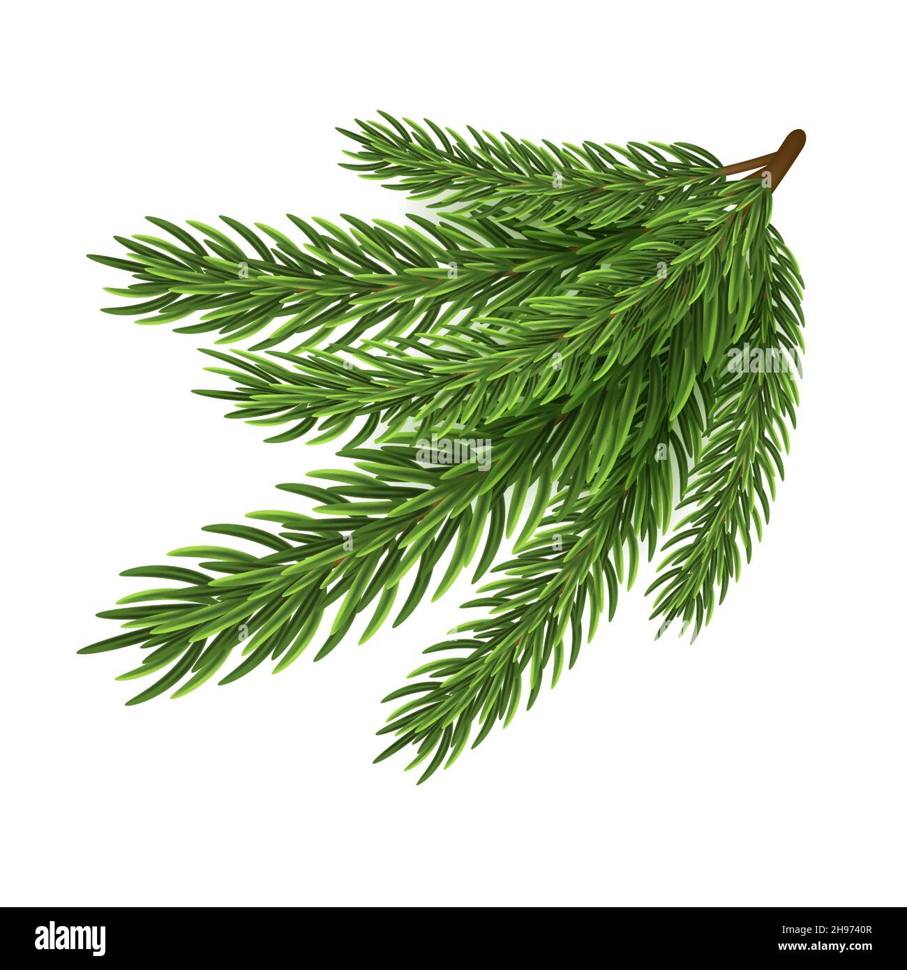 Fir tree branch on white background. Christmas vector illustration ...