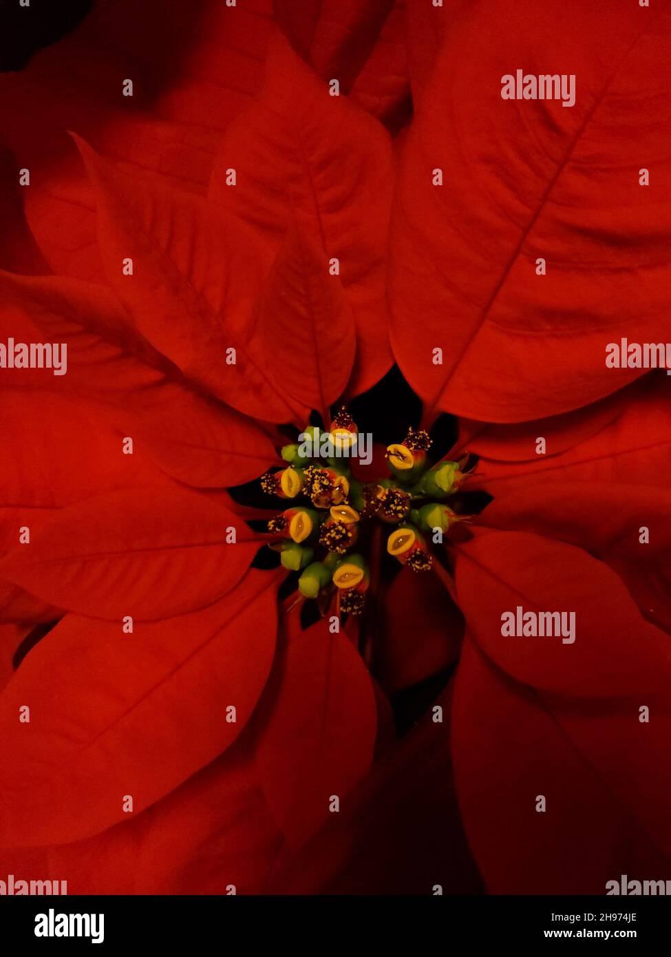 Poinsetta hi-res stock photography and images - Alamy