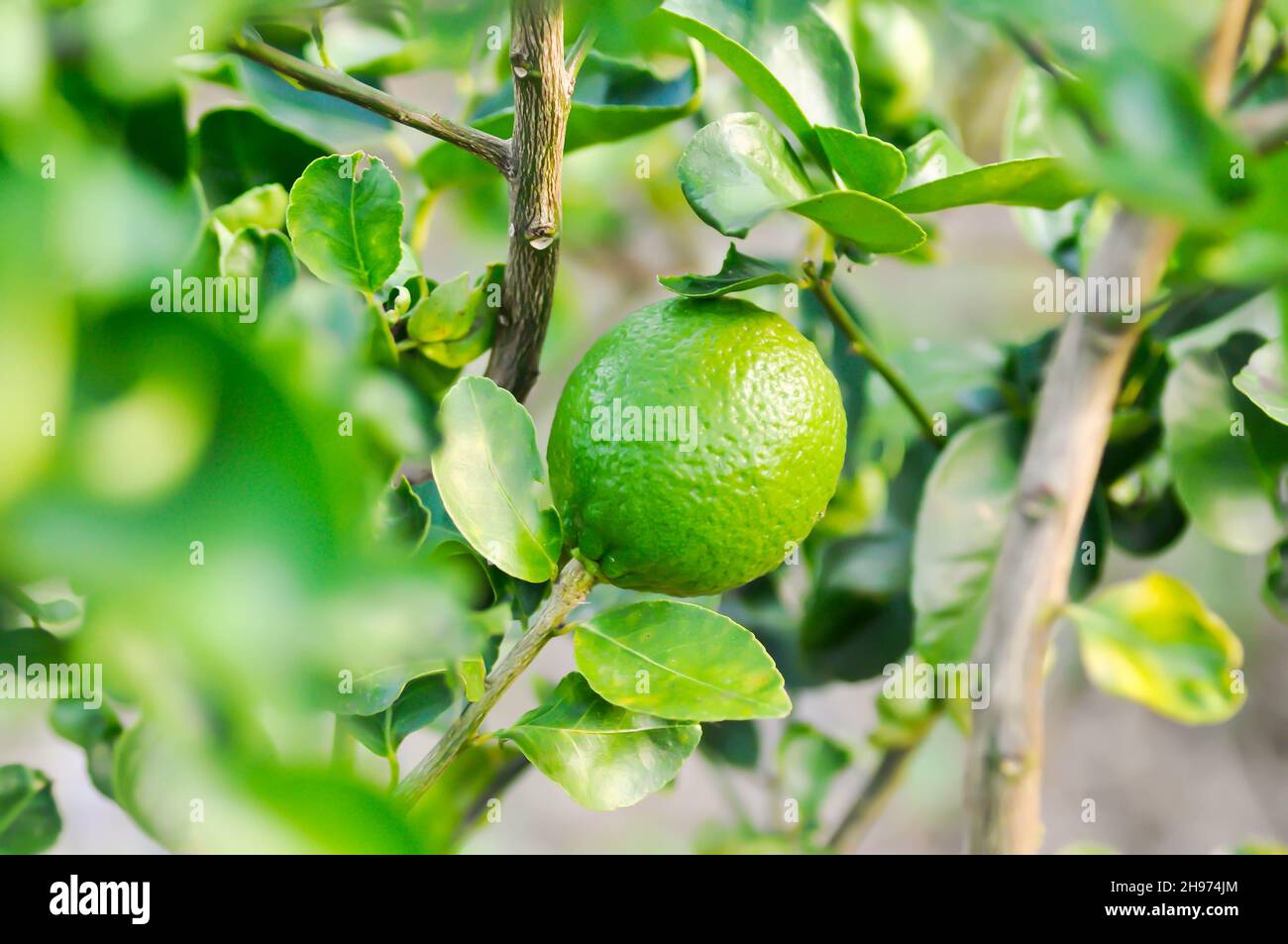 lime, lime plant or lime tree or lemon tree Stock Photo - Alamy