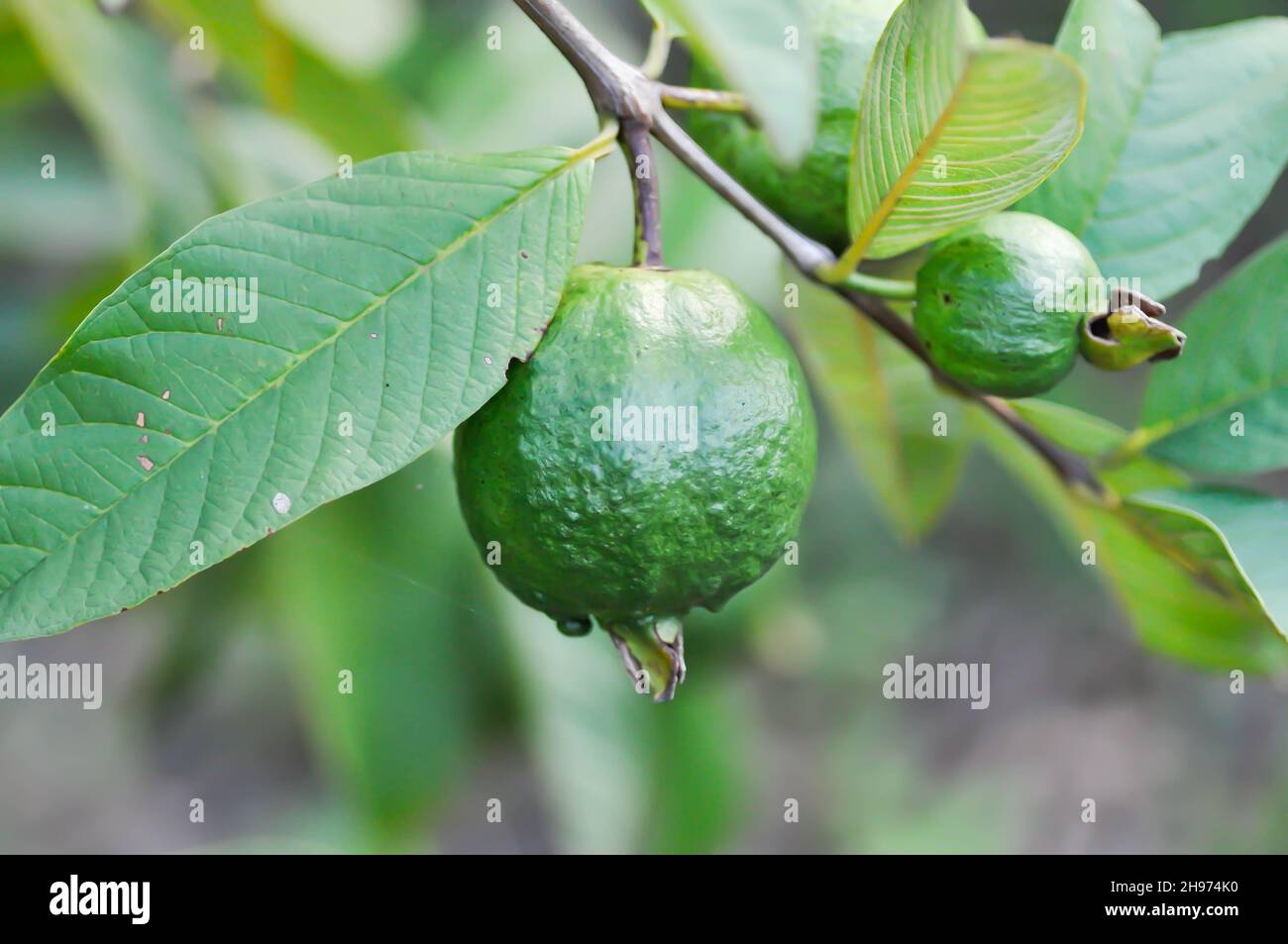 guava tree, MYRTACEAE or Psidium guajava Linn tree Stock Photo - Alamy