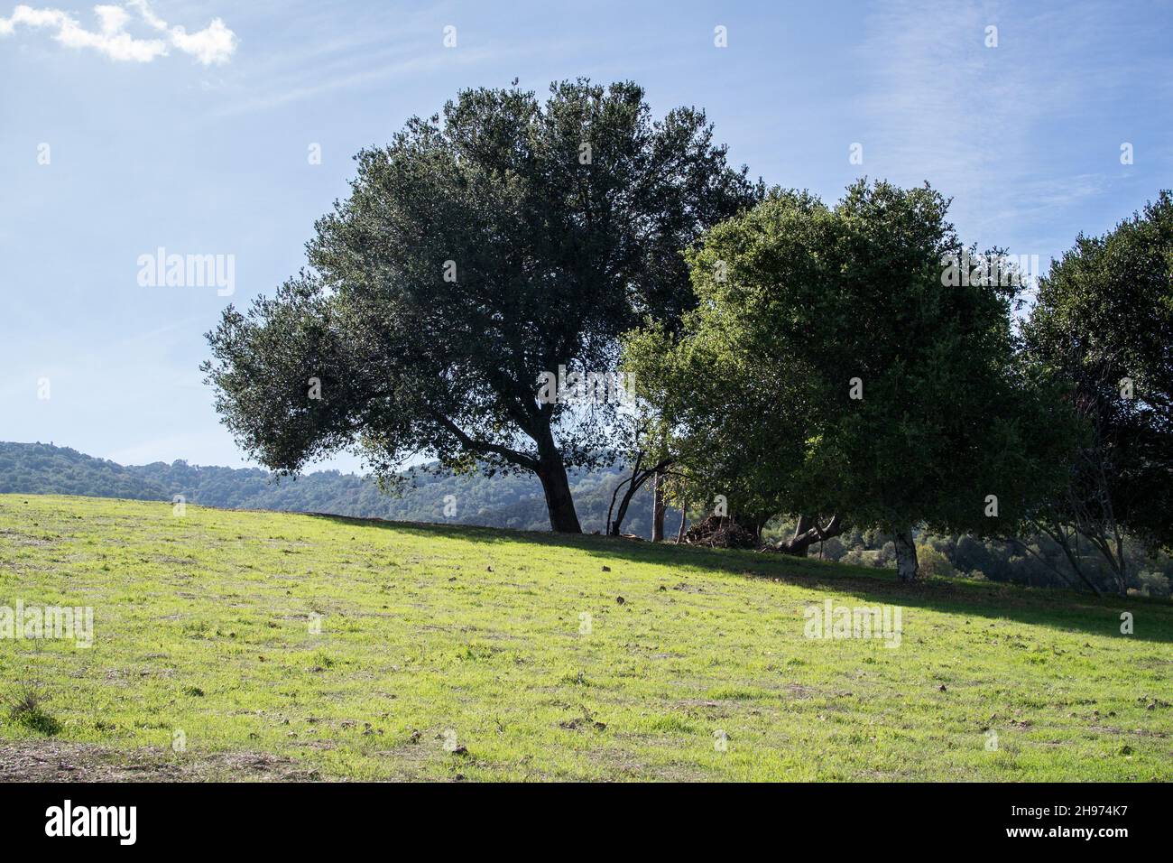 Clusters of trees on the horizon in lush green rolling landscape on ...