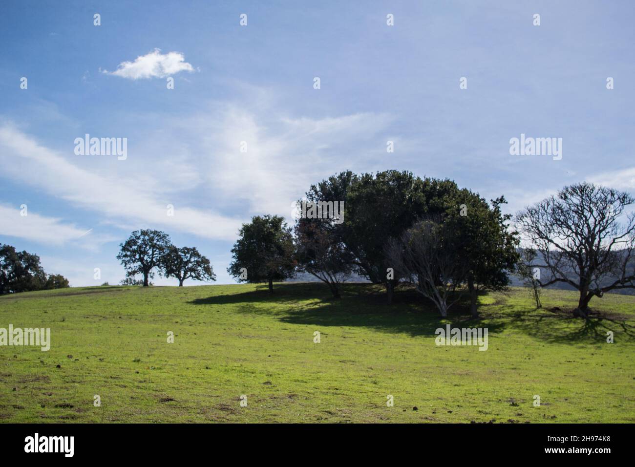 Clusters of trees on the horizon in lush green rolling landscape on ...