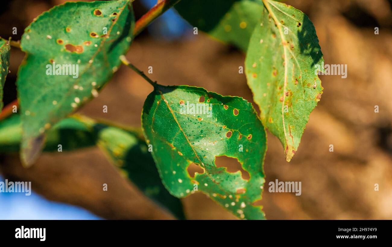 Aphids damaged leaf by pests and diseases. Aphidoidea colony damages ...