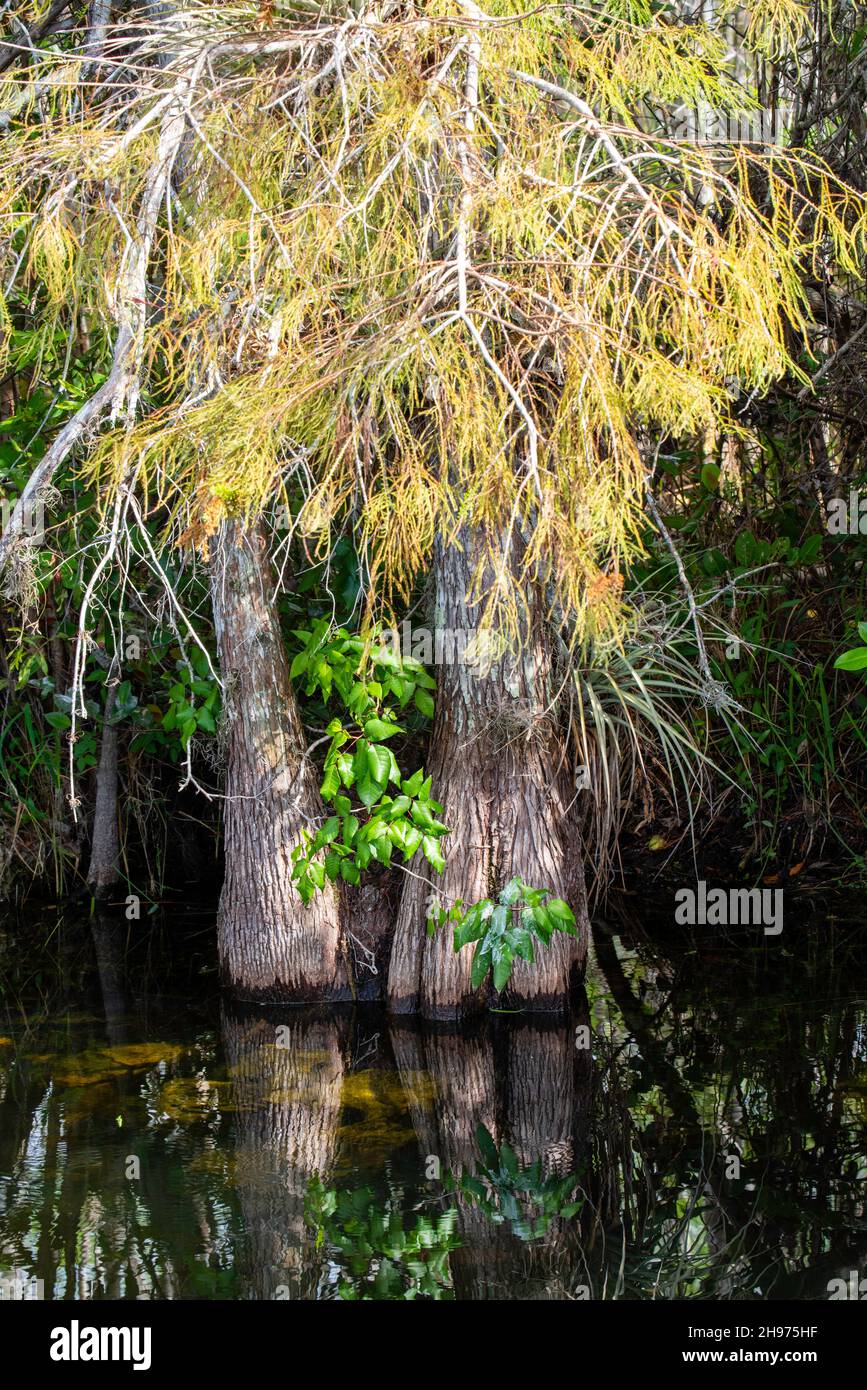 Swamp cypress trees (Taxodium distichum) grow in the swamp at Big ...