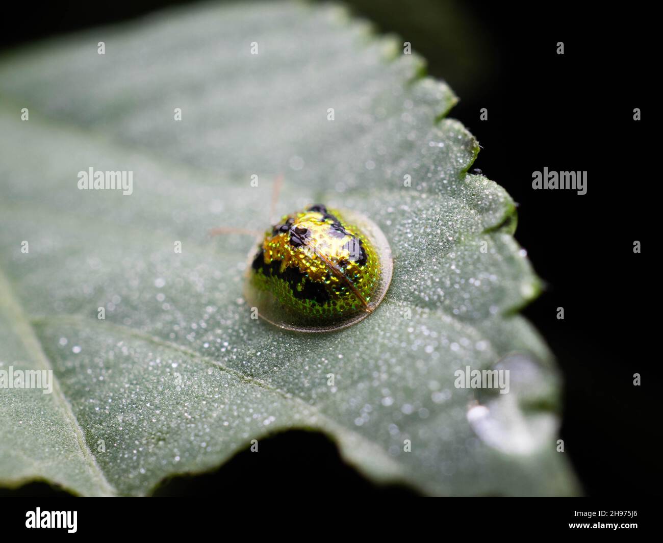 Golden tortoise hi-res stock photography and images - Alamy