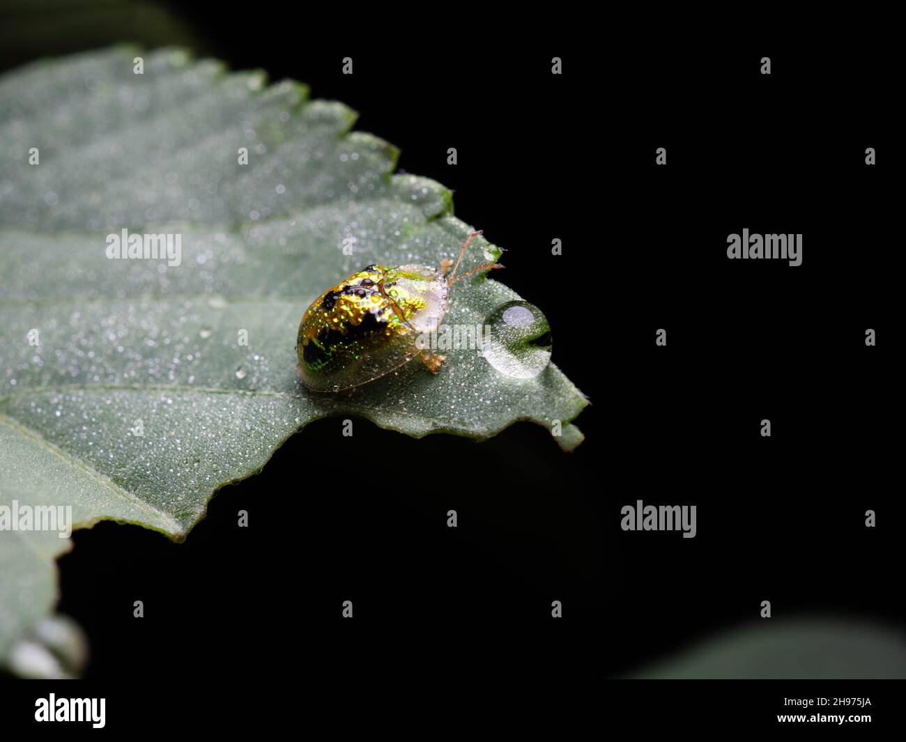 Golden ladybug hi-res stock photography and images - Alamy
