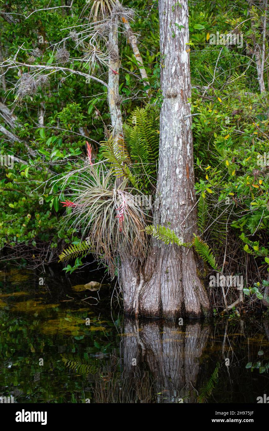 Swamp cypress trees (Taxodium distichum) grow in the swamp at Big ...