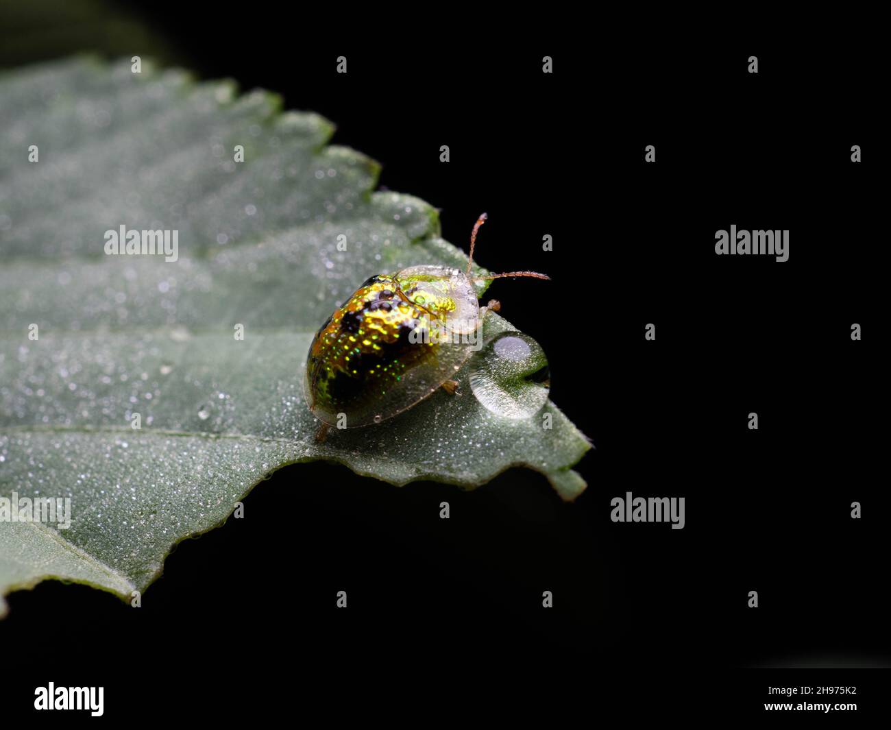 Golden shining leaf beetle hi-res stock photography and images - Alamy
