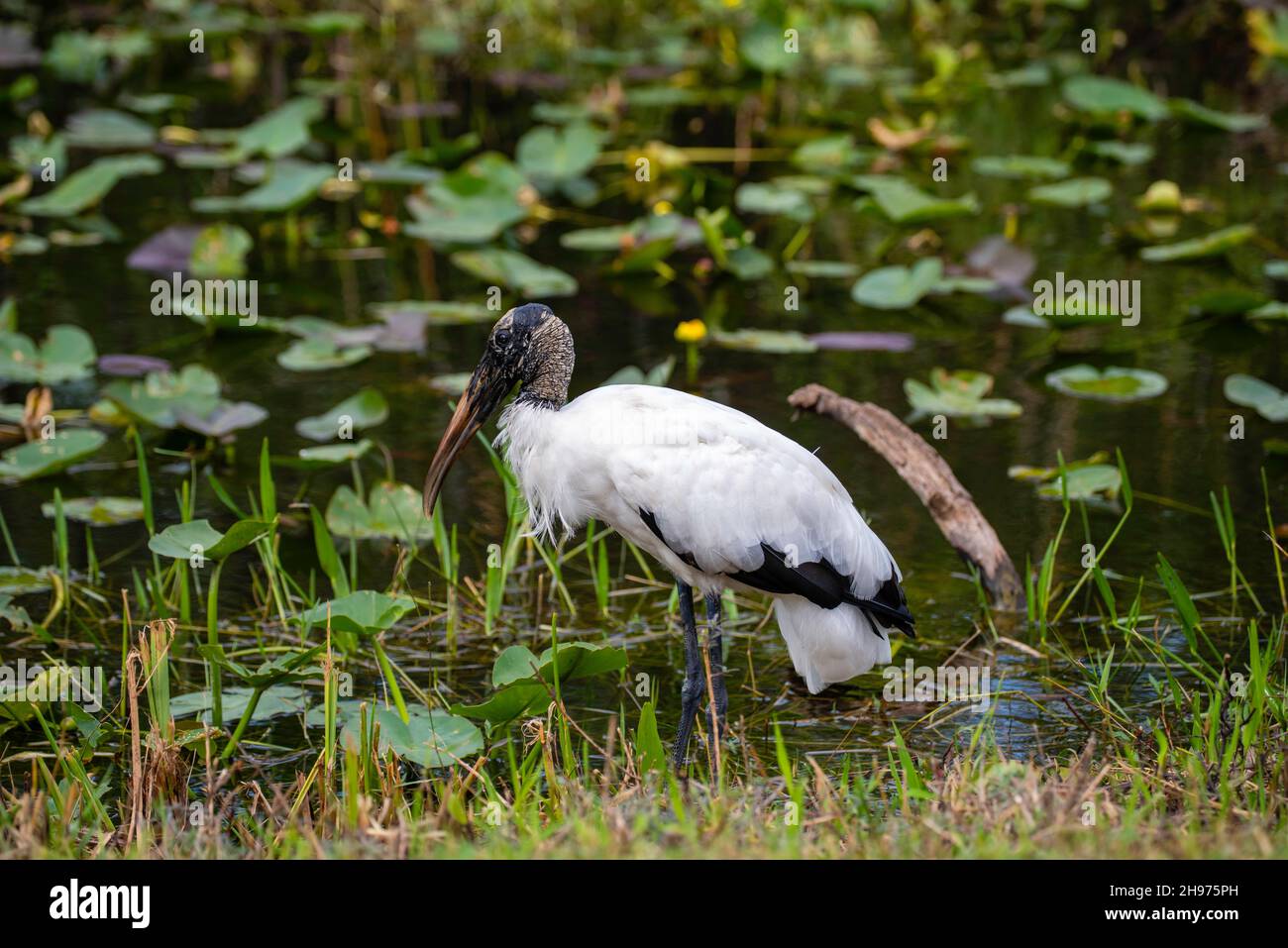 A wood stork (Mycteria americana) patiently waits for a frog or fish to ...