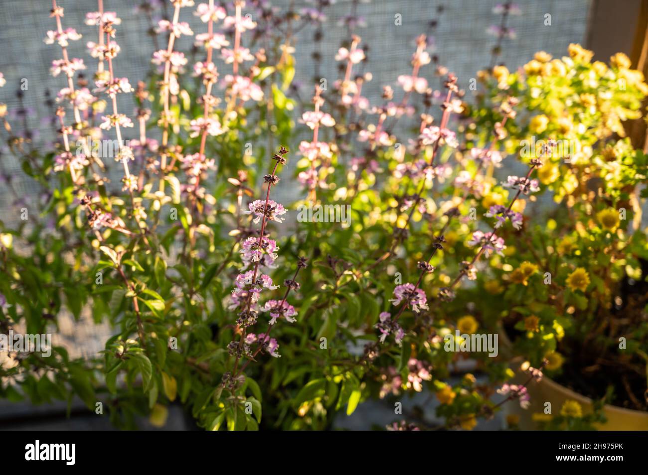 Ocimum sanctum holy basil hi-res stock photography and images - Alamy
